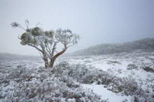 The Stillest Hour – Reimagining Victoria’s Highland Forests – Chris ...